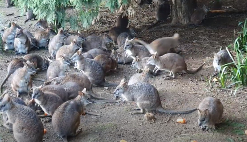 Call to Action for Parma Wallaby Conservation –Paper in Australian ...